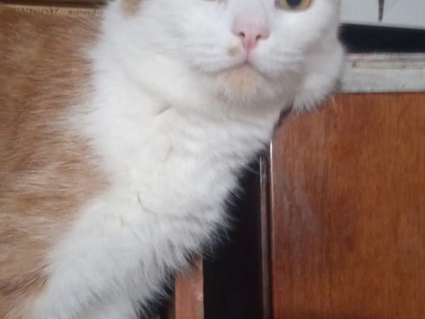 Котик в добрые руки