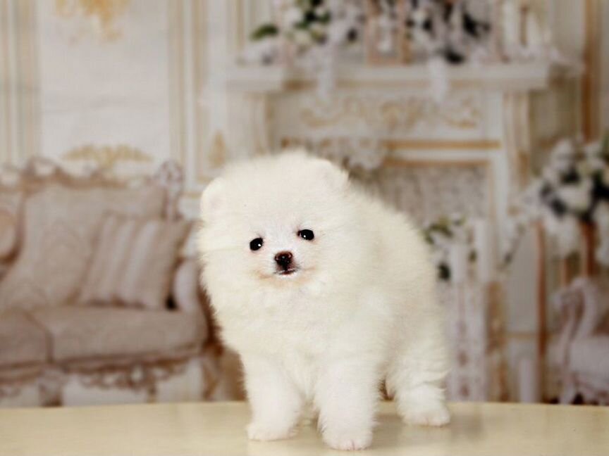 Не большой мальчик померанского шпица