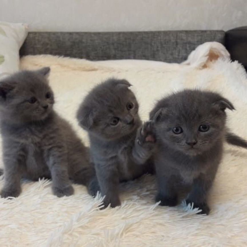 Шотландский вислоухий короткошёрстный котёнок