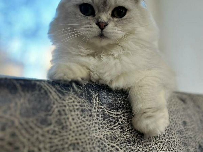 Британские и Вислоухие котята