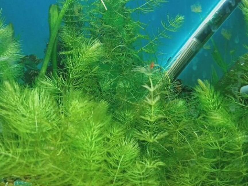 Аквариумное растение-роголистник