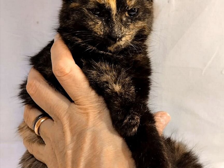Котёнок необычной окраски в добрые руки