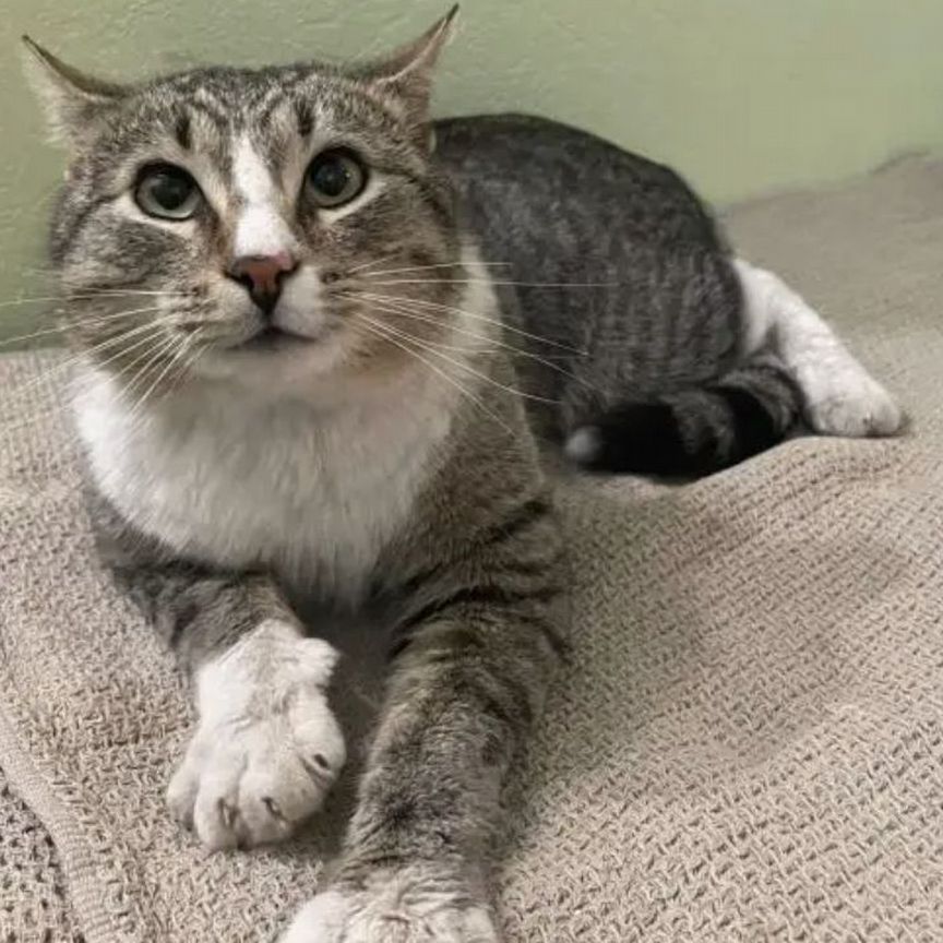 Взрослый кот в добрые руки