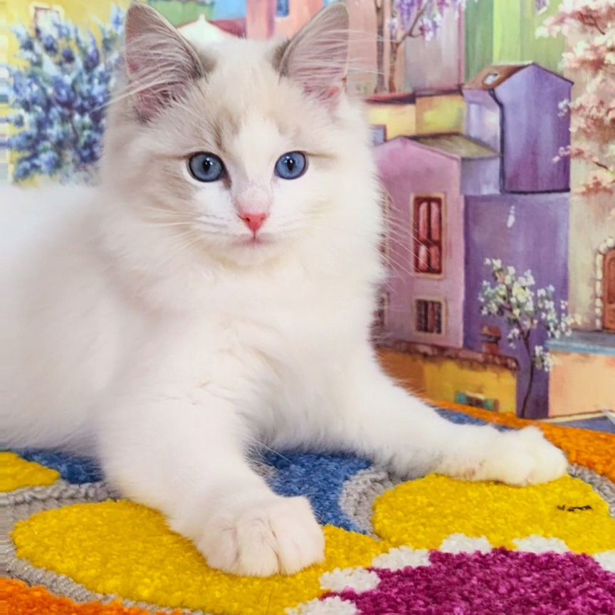 Нежные, синеглазые котята Рэгдолл. Родословная