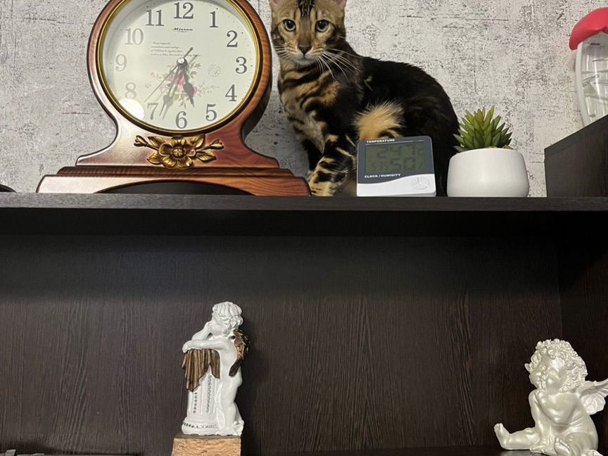 Бенгальские котята с документами