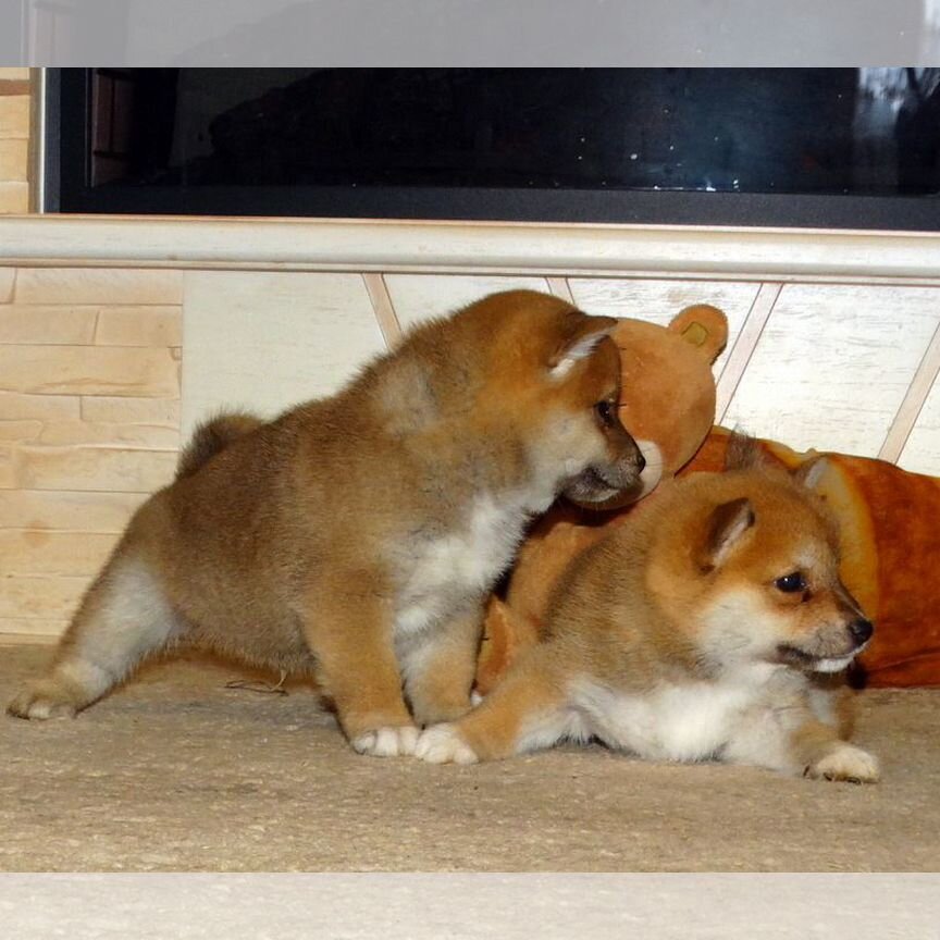 Сиба-ину, щенок