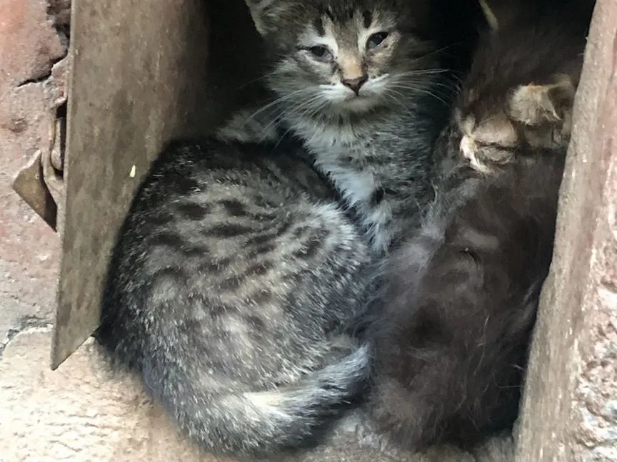 Котята ищут дом