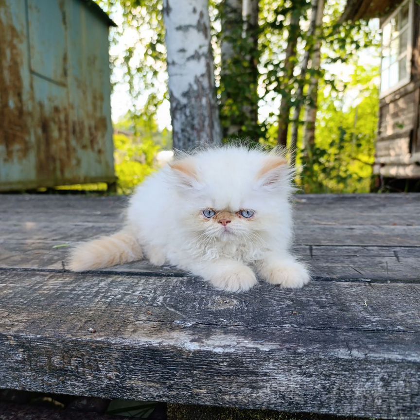 Белый персидский котенок