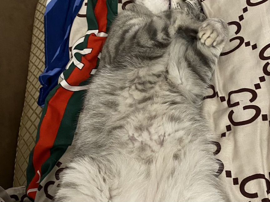 Кот Остин