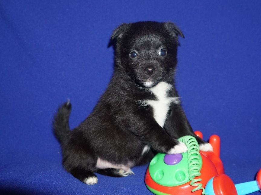 Детки шипперке+ Джек Рассел