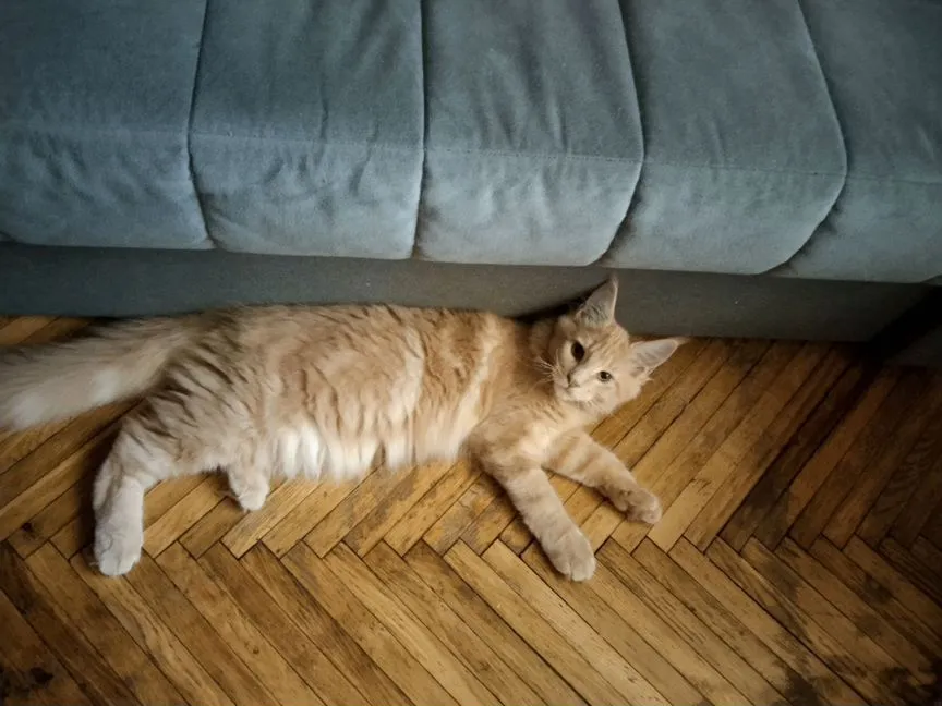 Котенок мейн-кун 4 мес