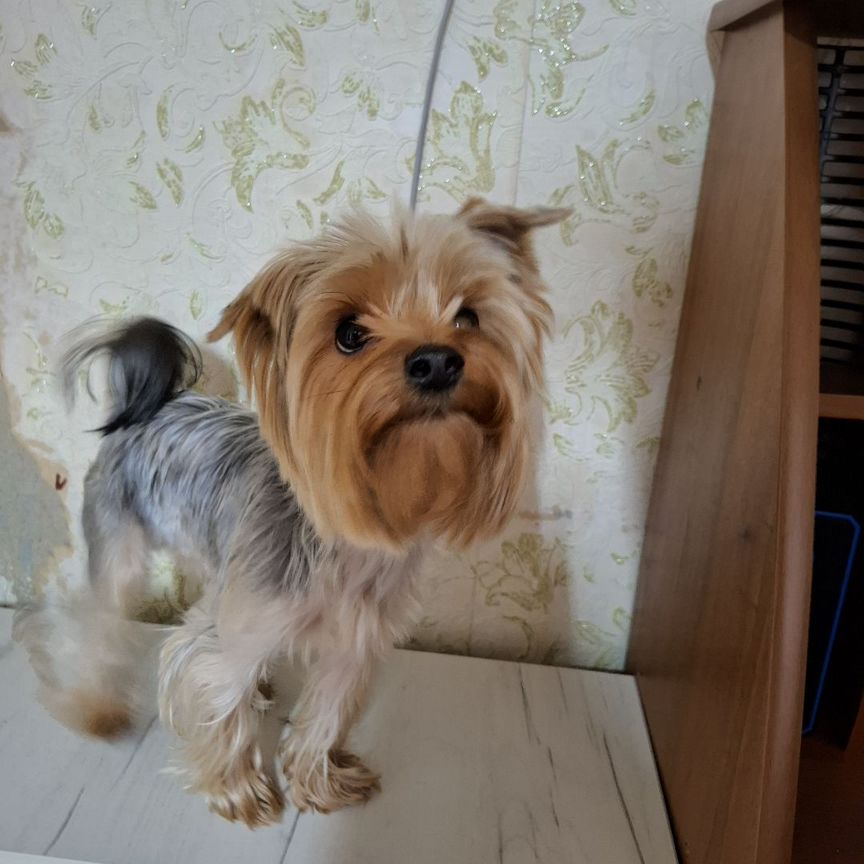 Йоркширский терьер, щенок