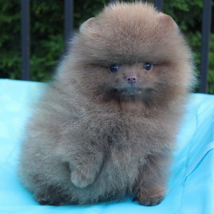 Померанский шпиц, красивые лиловые мальчики