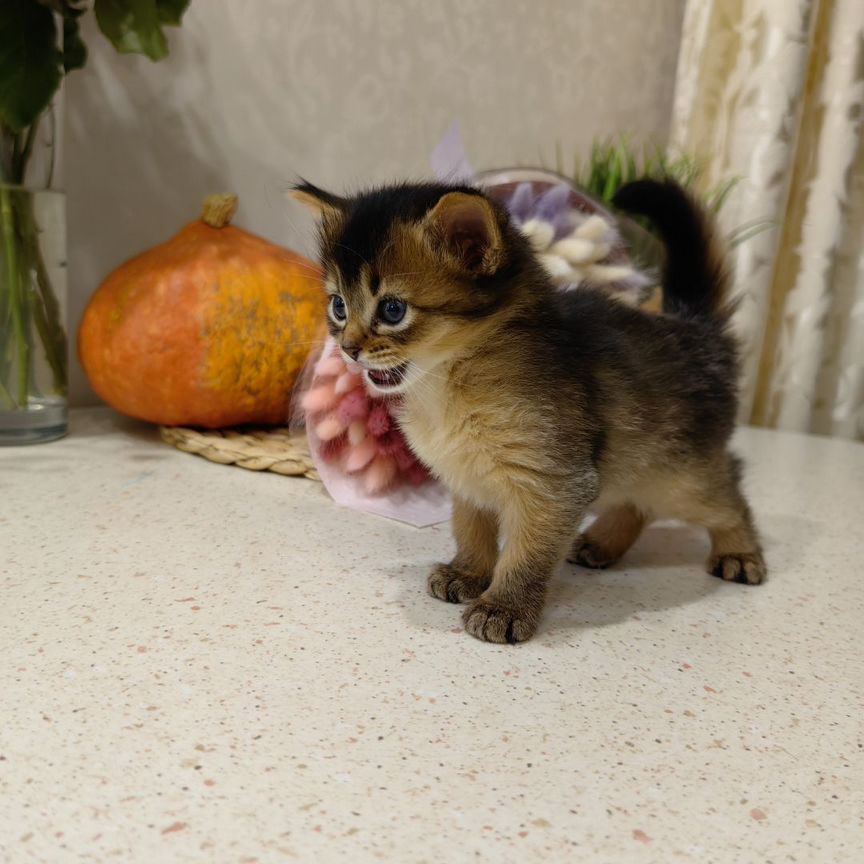 Сомалийские котята