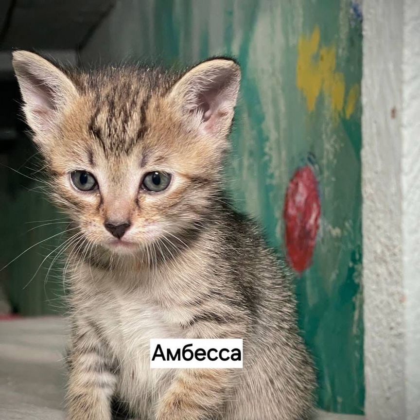 Котят в добрые руки. Возраст 1,5 месяца