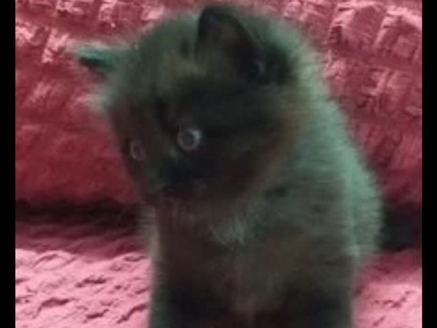 Чёрный котенок