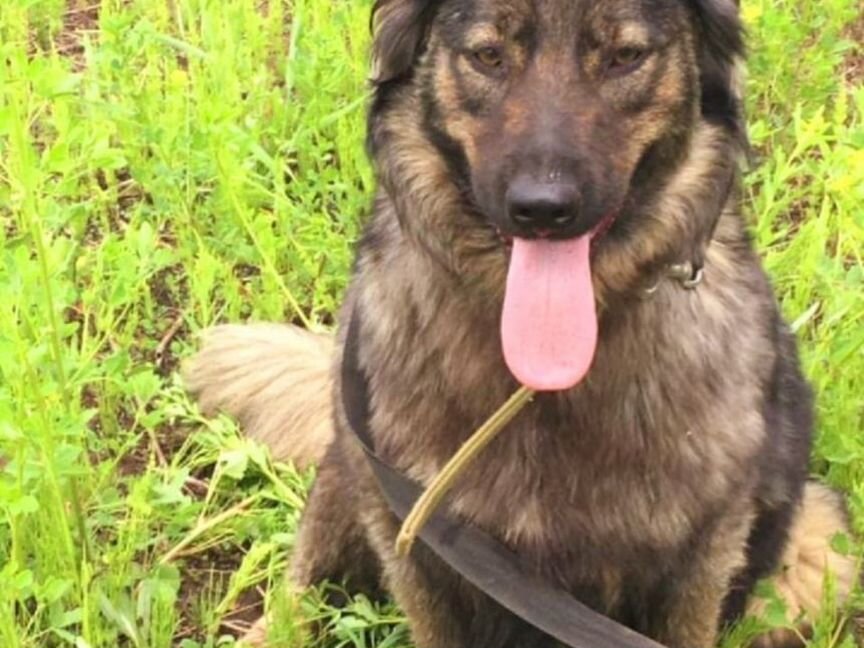 Собака девочка