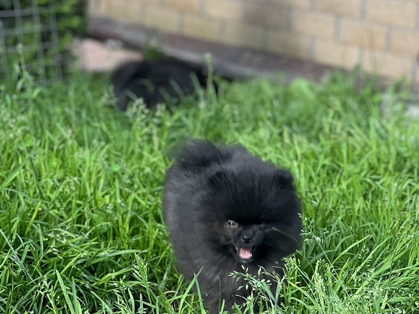 Мини мальчишки