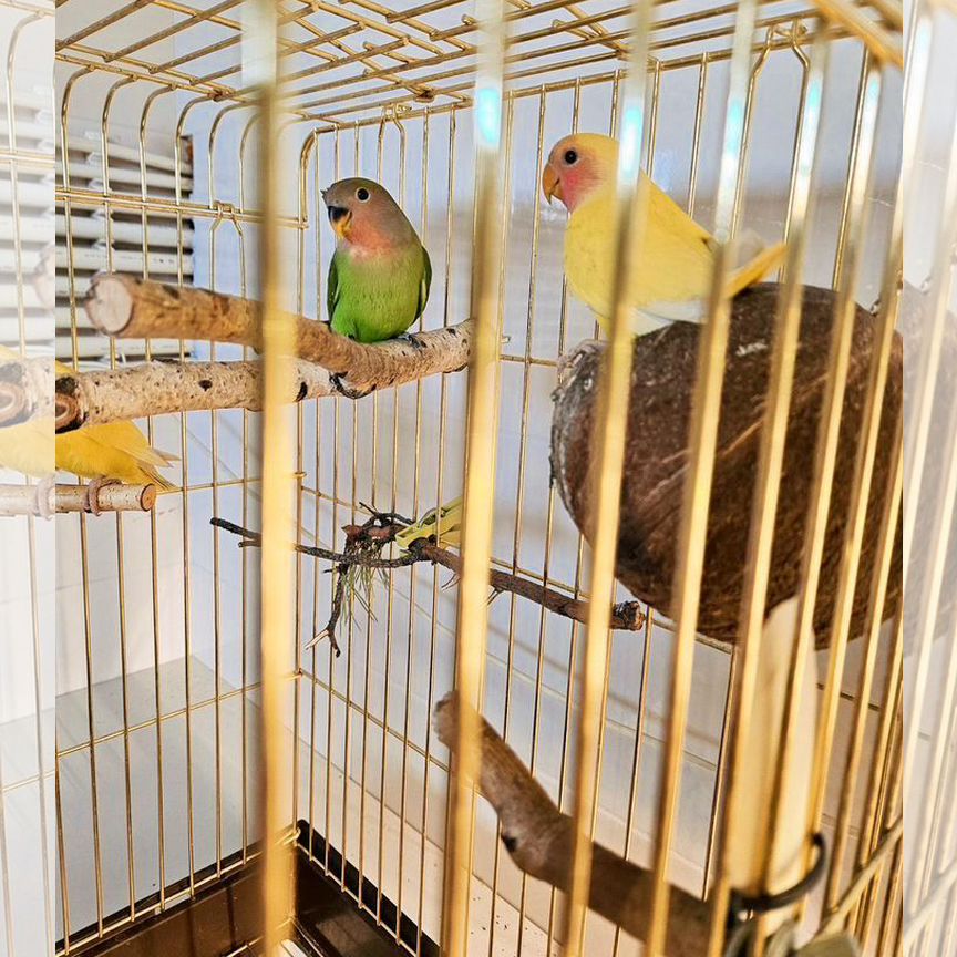 Неразлучники птенцы