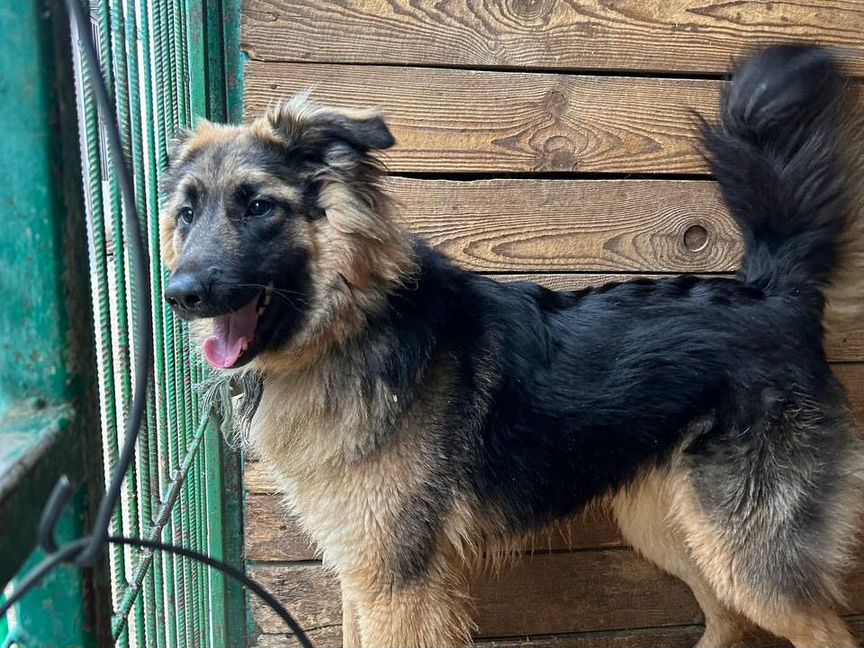 Жизнерадостный Шкипер ждет своих хозяев