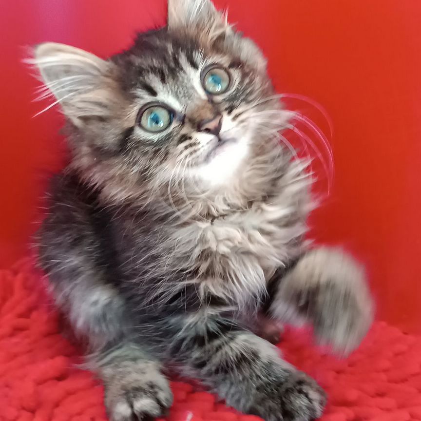 Малышка кнопочка