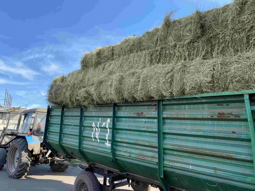 Сено луговое в тюках бесплатная доставка