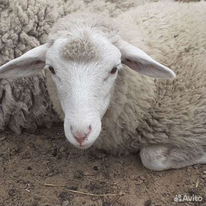 Барашки на мясо