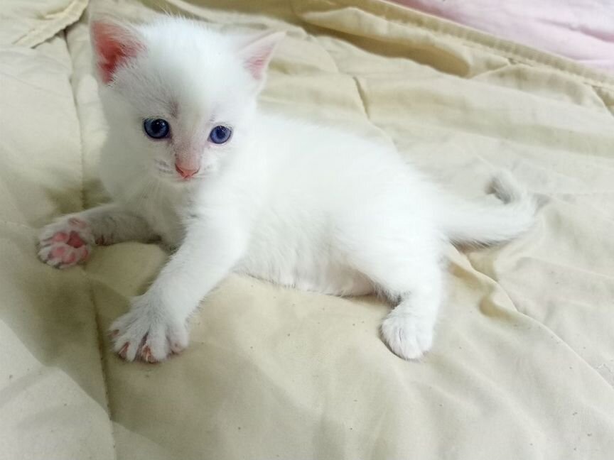 Котята в добрые руки бесплатно мальчик