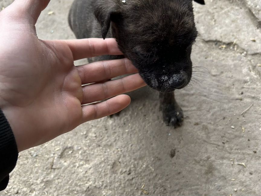 Щенки коне корсо