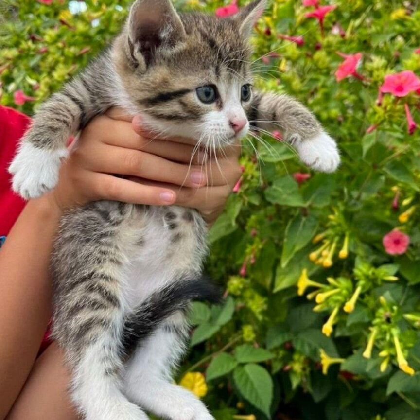 Котенок в добрые ручки