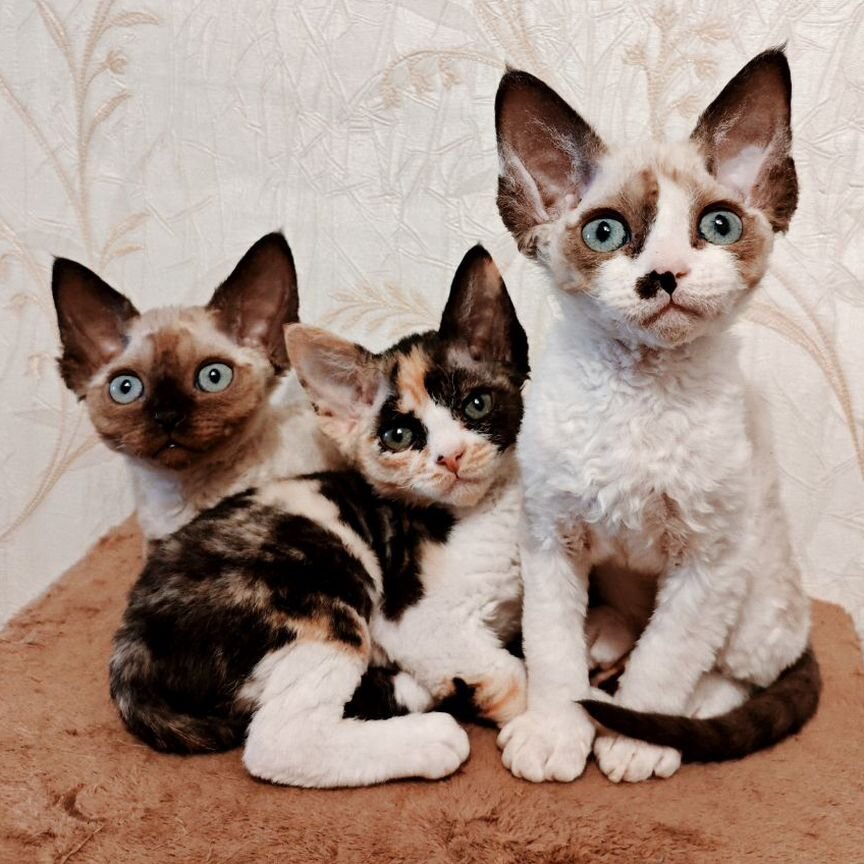 Девон-рекс котёнок