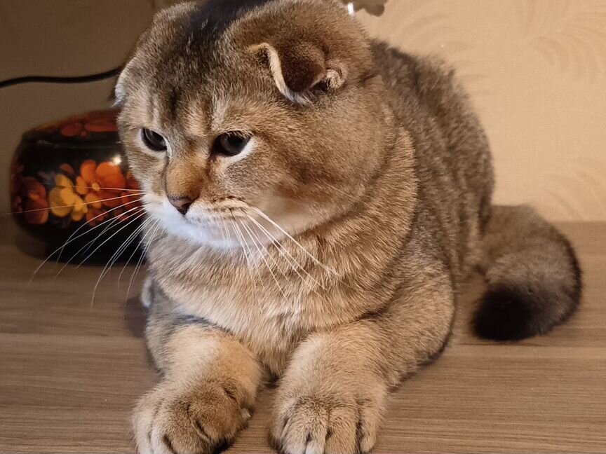 Бося