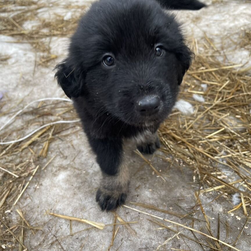 Щенки в дар