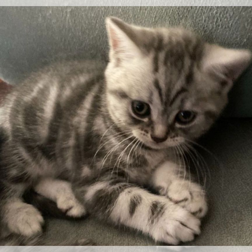 Шотландская