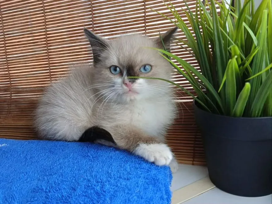 Котёнок в добрые руки