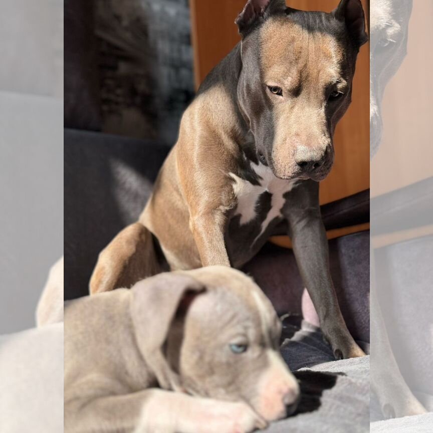 Продам щенка стаффа )