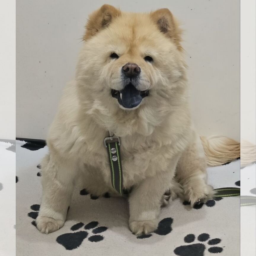 Чау-чау, взрослая собака