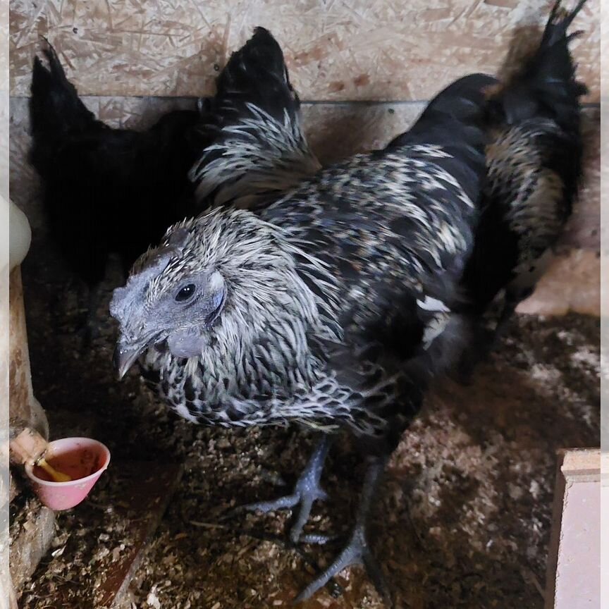 Петухи лакендази и ухейлюль