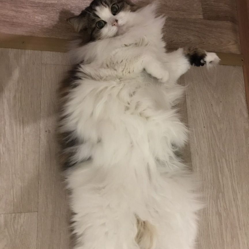 Отдам кошку в добрые руки