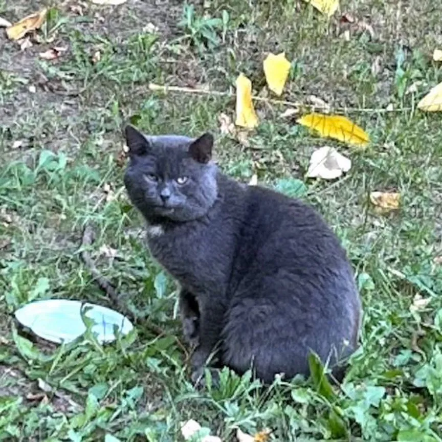 Кот