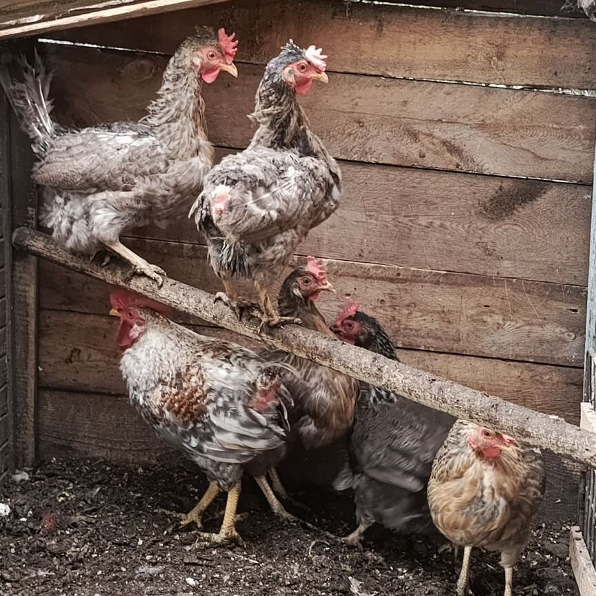 Куры несушки продам