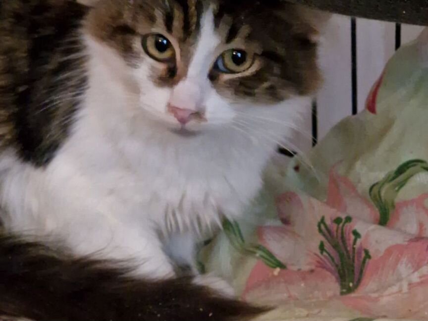 Ищу свою семью