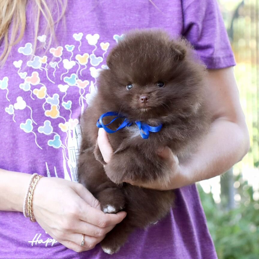 Шоколадный модник с доcтавкой и видео