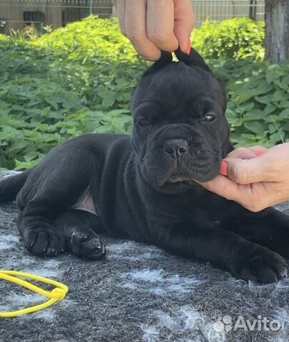 Кане Корсо - черная принцесса