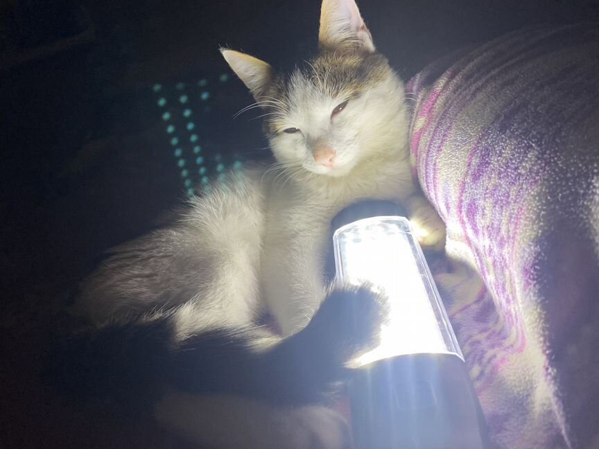 Кот