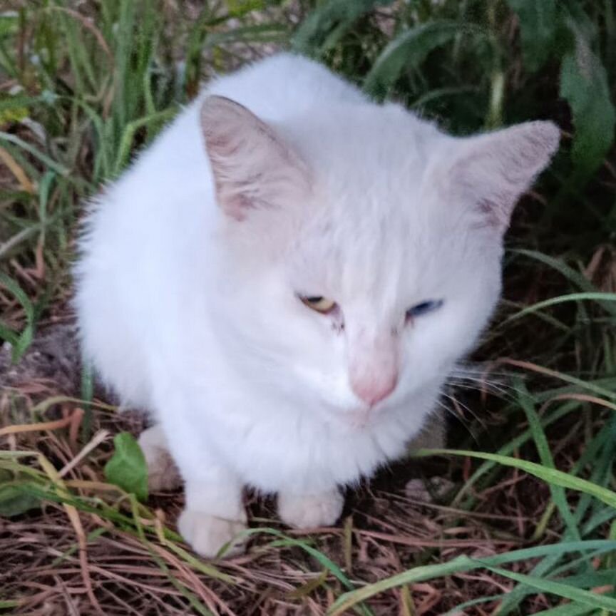 Русский голубой котёнок