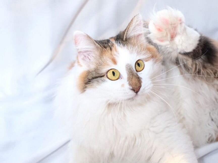 Необычайной доброты и ласковости которебенок Мила