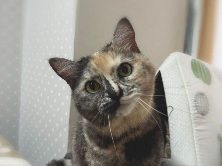 Кошка ищет семью