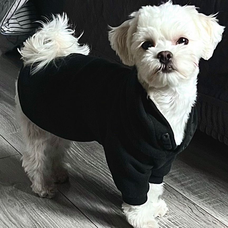 Отдам болонку в добрые руки