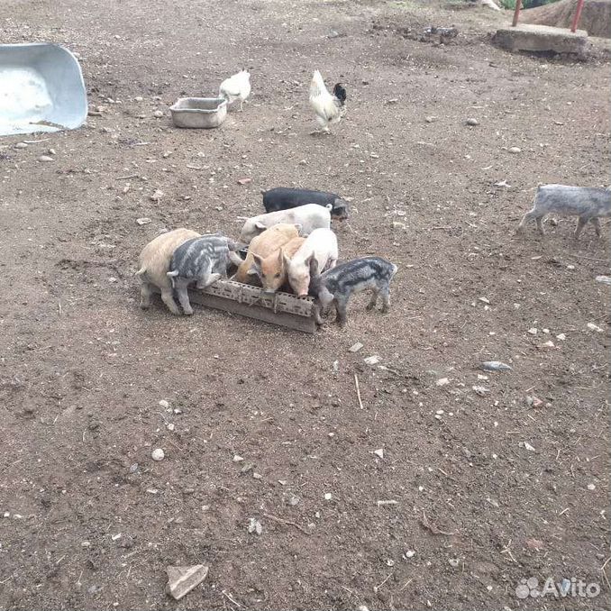 Венгерский монгалица